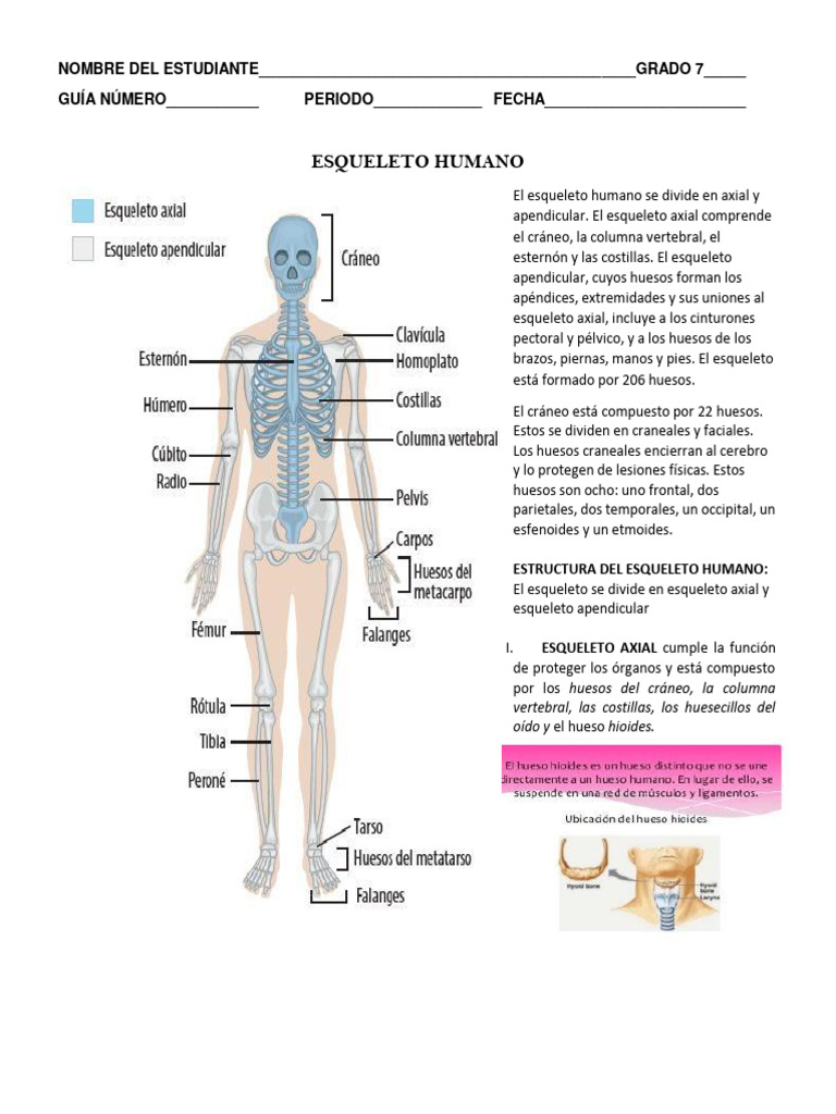 Guia Esqueleto Humano Pdf Cráneo Esqueleto