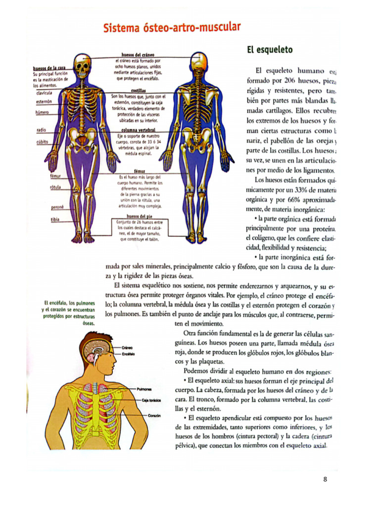 Sistema Osteo-Artro-Muscular | PDF