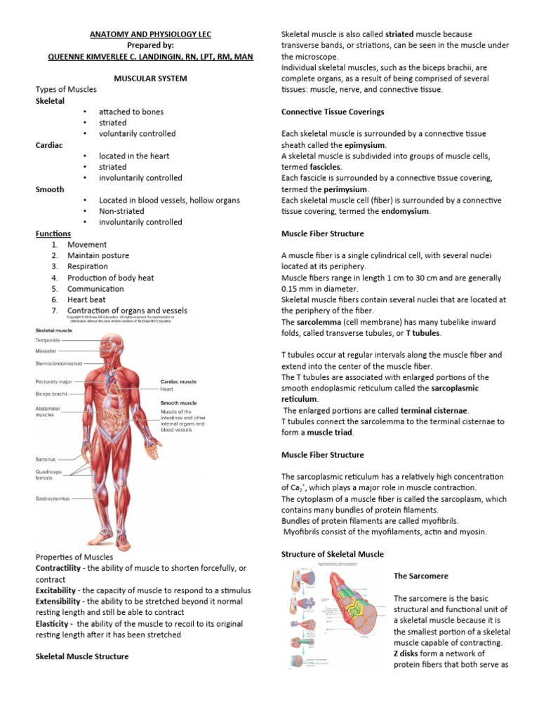 Muscular System Lecture 1D | PDF | Muscle Contraction | Chemical Synapse Muscular System Lecture 1D | PDF | Muscle Contraction | Chemical Synapse