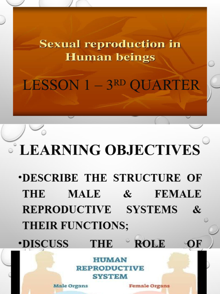 Male Reproductive Organ | PDF | Menstrual Cycle | Testicle