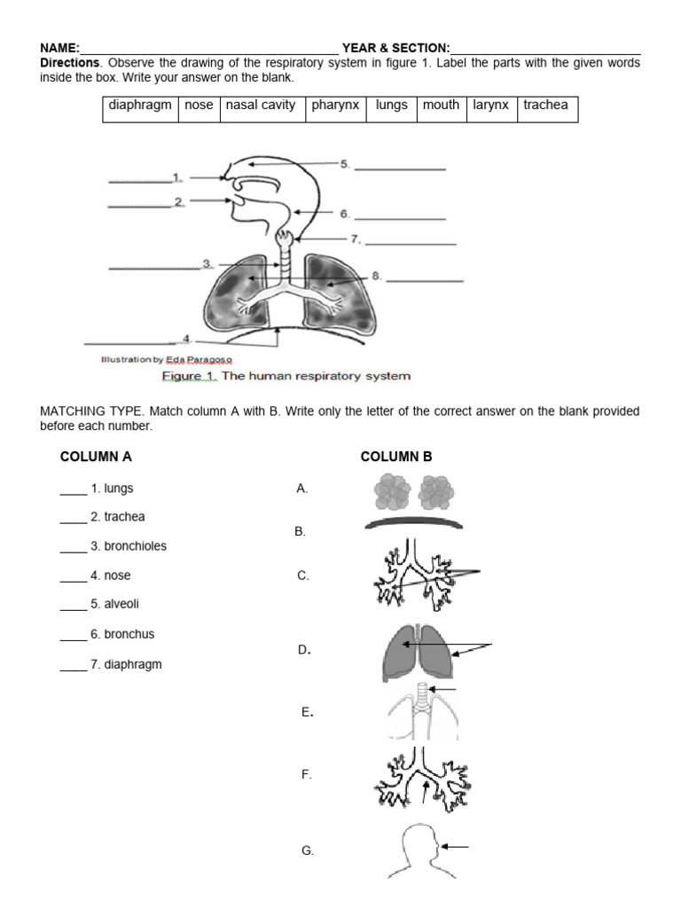 Worksheet Respirstory-System | Download Free PDF | Respiratory Tract ...
