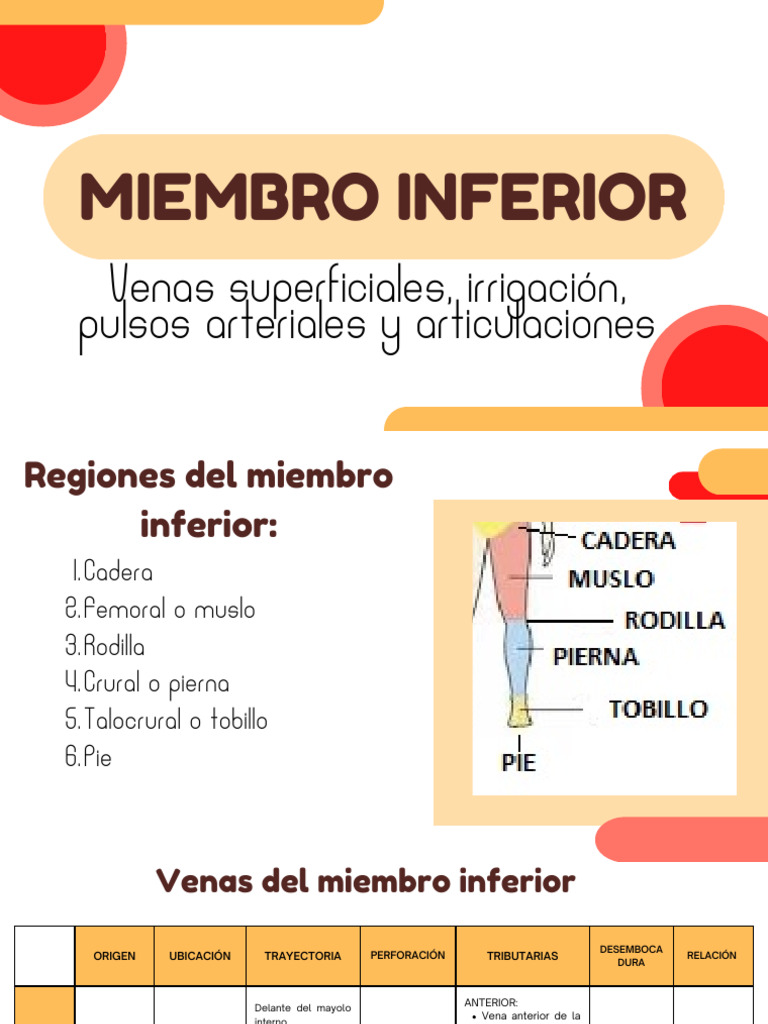 Miembro Inferior | PDF | Pie | Pierna humana