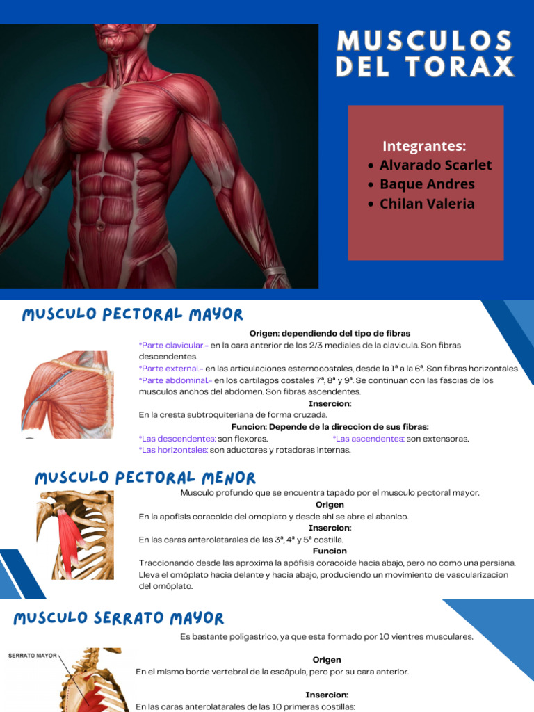Musculos Del Torax | PDF | Sistema musculoesquelético | Anatomía humana