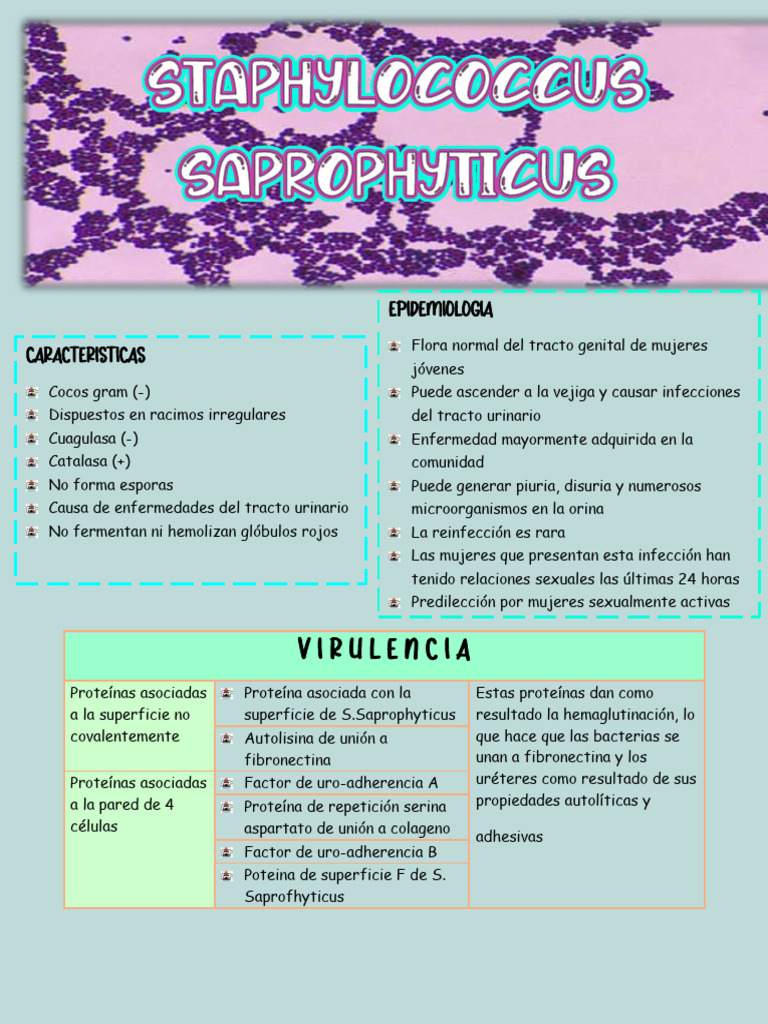 Staphylococcus Saprophyticus | PDF | Infección del tracto urinario ...