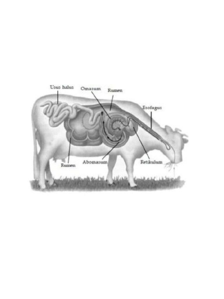 Gambar Sapi | PDF