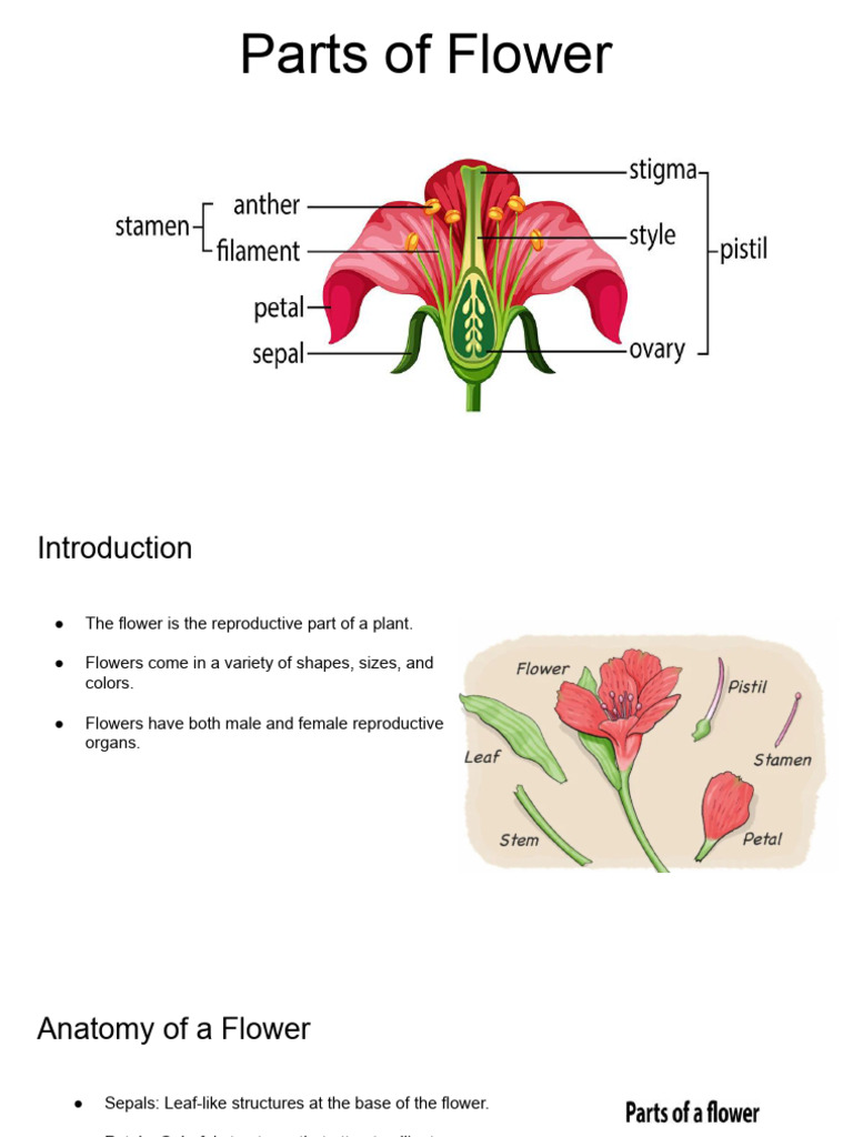 Flower Anatomy and Reproductive Parts | PDF | Home & Garden | Wellness