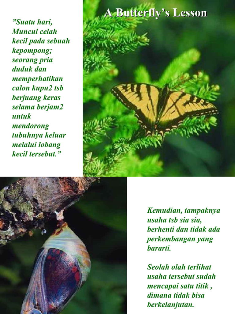Butterfly | PDF