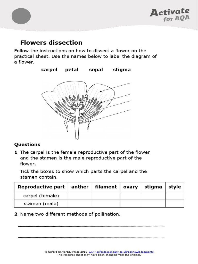 Disection of A Flower - Foundation Support | PDF