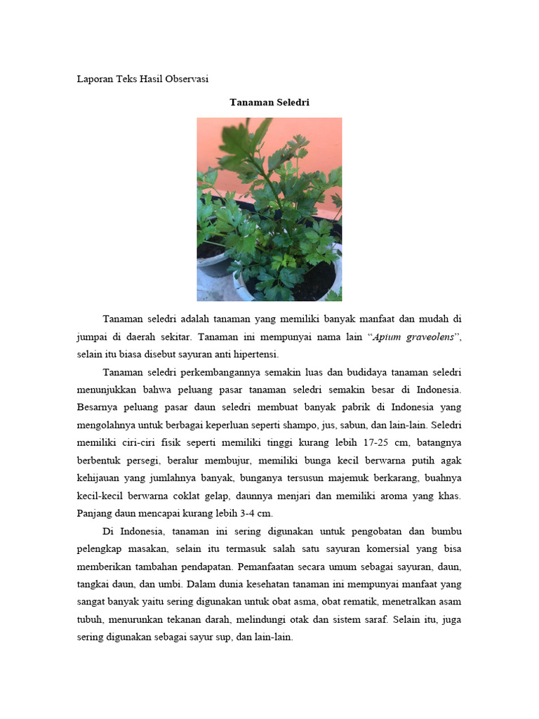 Teks Observasi Tanaman Seledri | PDF
