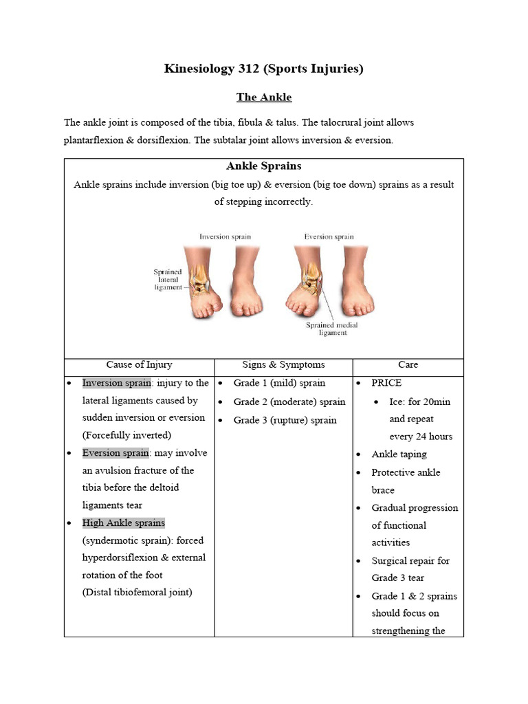 Ankle & Lower Leg Summary | PDF | Ankle | Limbs (Anatomy)