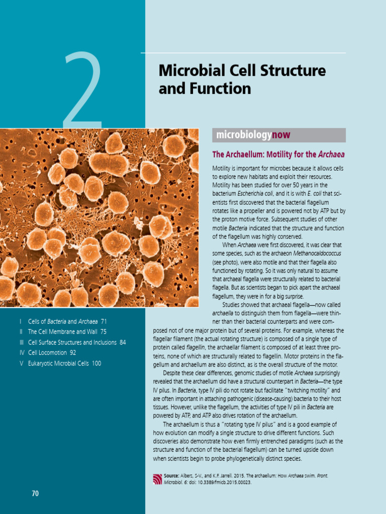 Chapter 2 Microbio | PDF | Bacteria | Archaea