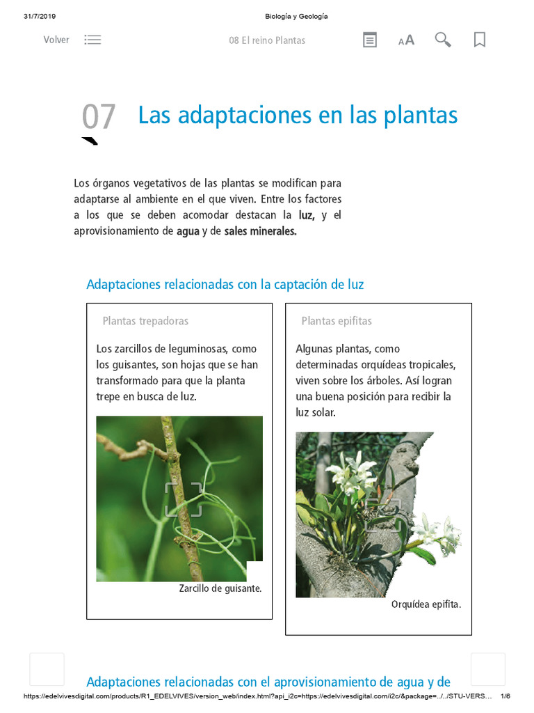 U8.7.Las Adaptaciones en Las Plantas | PDF | Plantas | Raíz