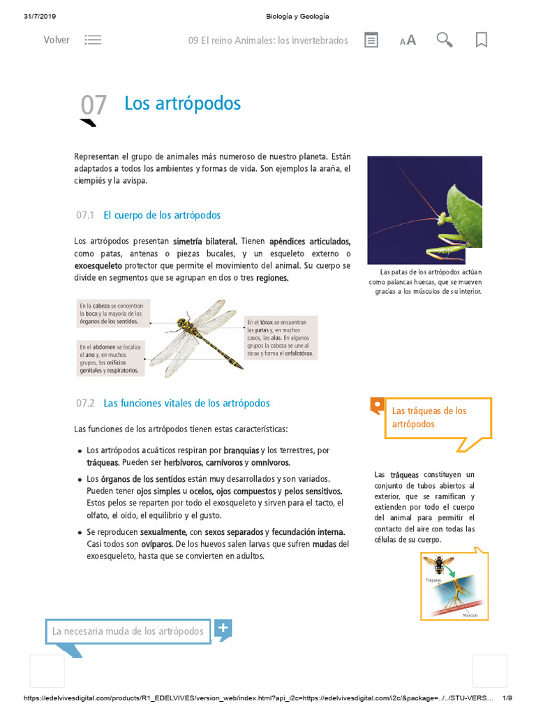 U9.7.Los Antropodos | PDF | Araña | Moluscos