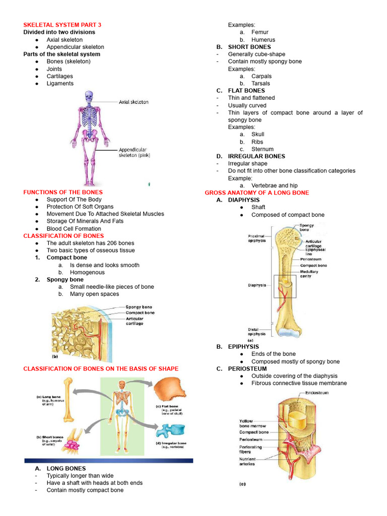 SKELETAL-SYSTEM-PART-3_compressed | PDF
