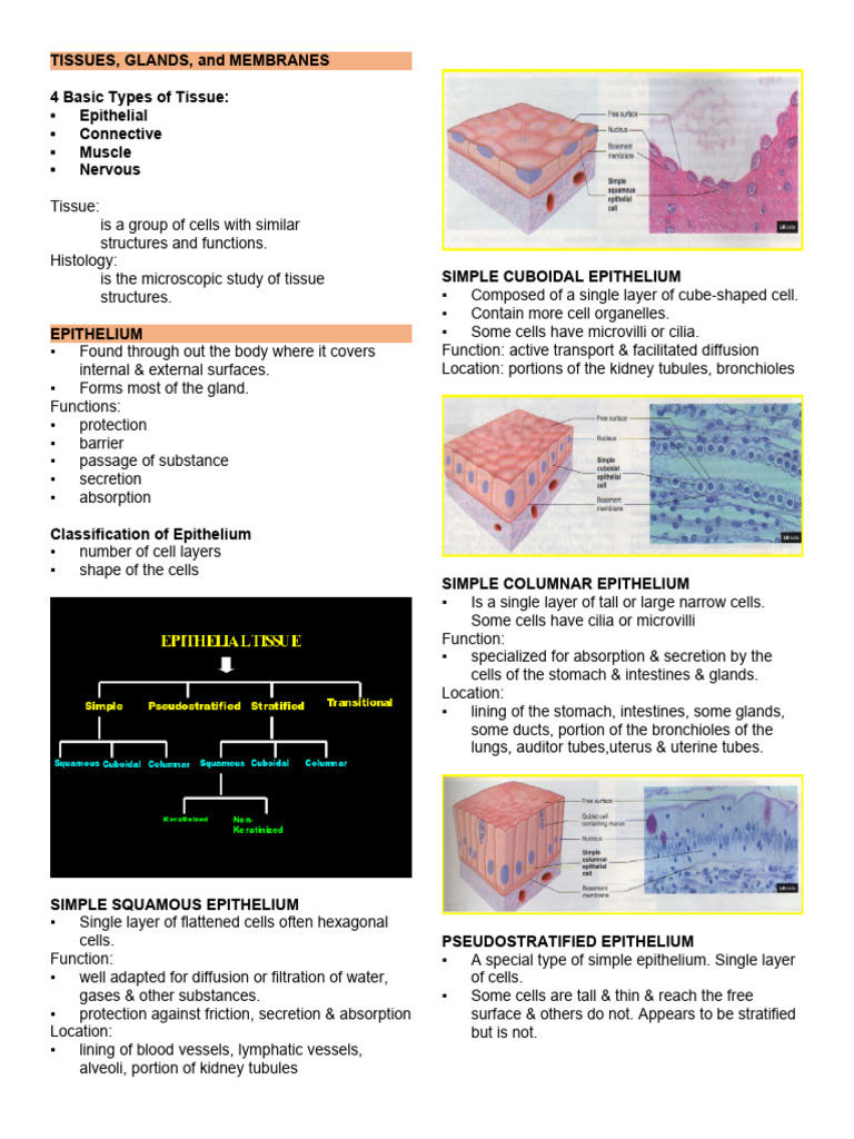 Tissues, Glands, and Membranes 4 Basic Types of Tissue: Epithelial Connective Muscle Nervous ...