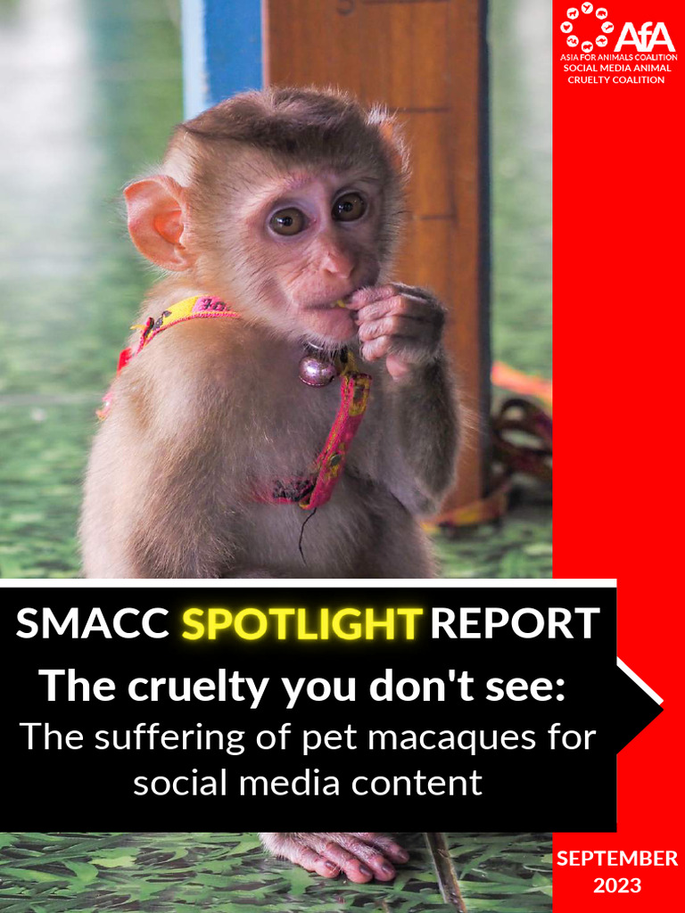 Smacc Spotlight Report - Macaques As Pets | PDF | Pet | Endangered Species