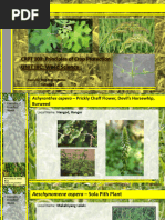 The Effect of The Kaingin System On The Quality of Soil and Growth of ...