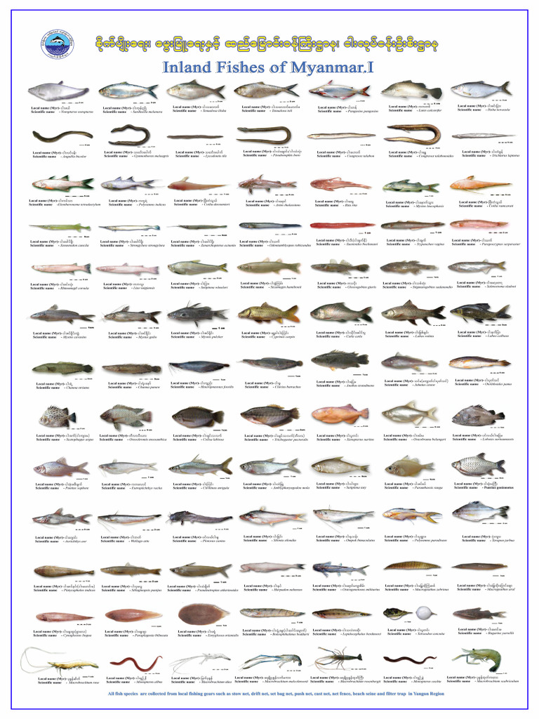 Inland Fishes of Myanmar I | PDF