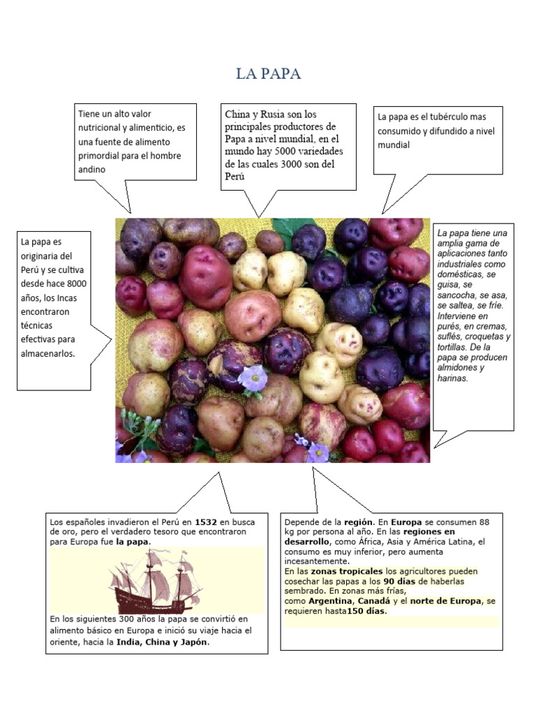 LA PAPA Infografia | PDF | Patata | Comida y bebida