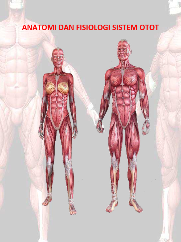 ANATOMI DAN FISIOLOGI SISTEM OTOT 3 PDF | PDF