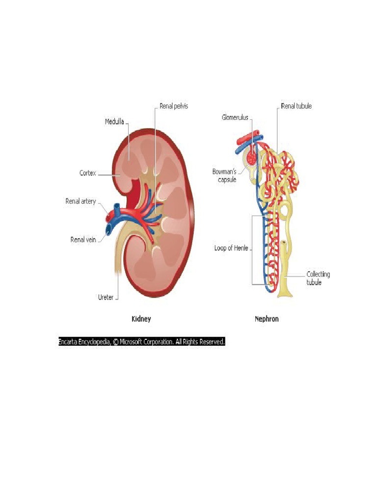 Anatomy of The Kidney | Download Free PDF | Kidney | Human Anatomy