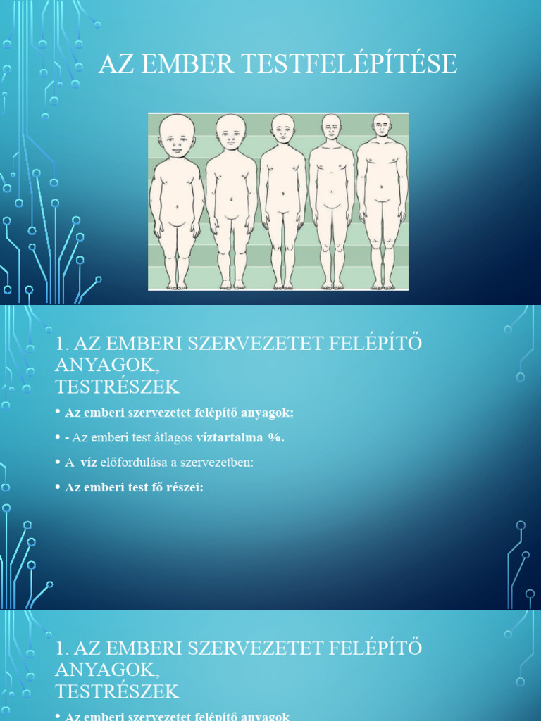 Az Ember Testfelépítése | PDF