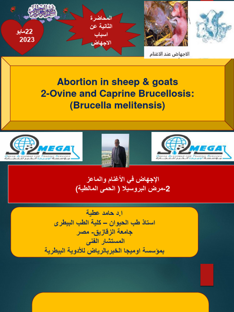2 - Brucella in Sheep and Goat Prof Hamed Attia - 230831 - 17514 | PDF
