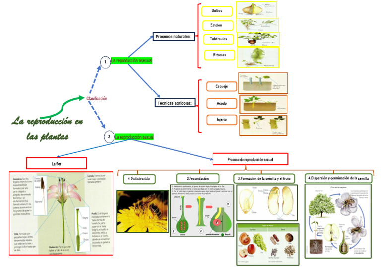 Organizador Visual de La Reproducción de Las Plantas | PDF