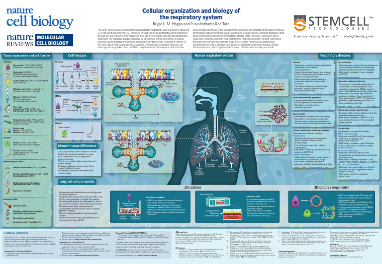 Cellular Organization and Biology of The Respiratory System | PDF | Respiratory Tract | Lung