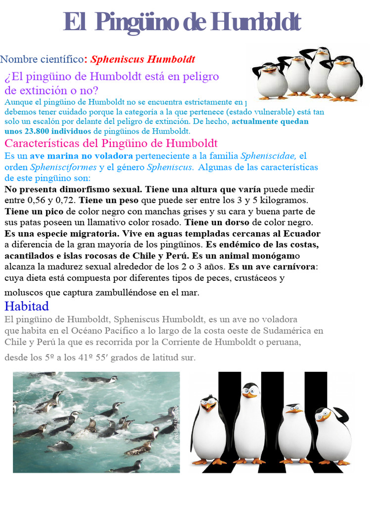 Características y conservación del pingüino de Humboldt | PDF ...