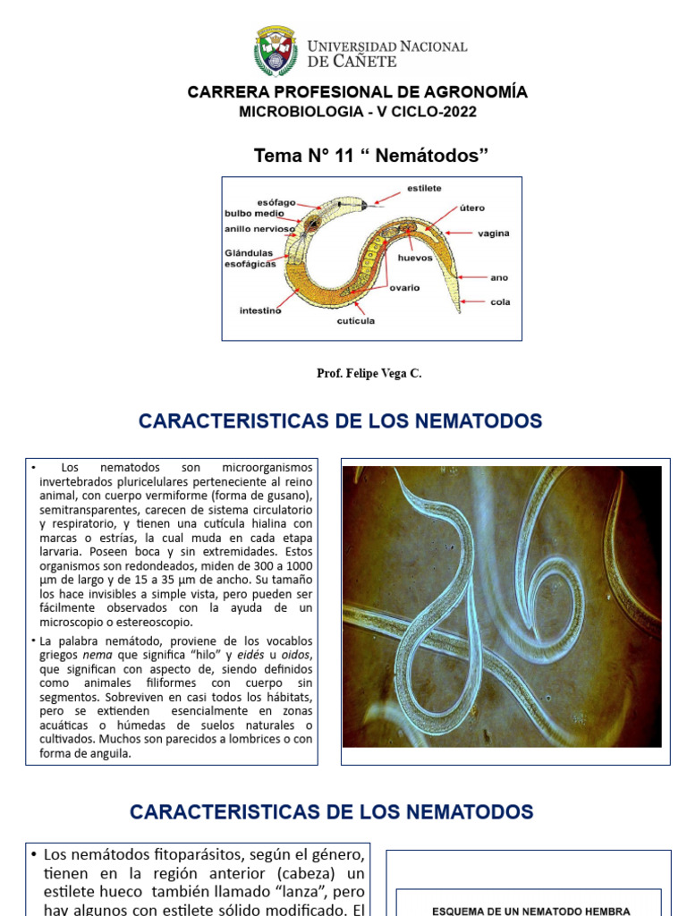 Nematodos Semana 11 | PDF