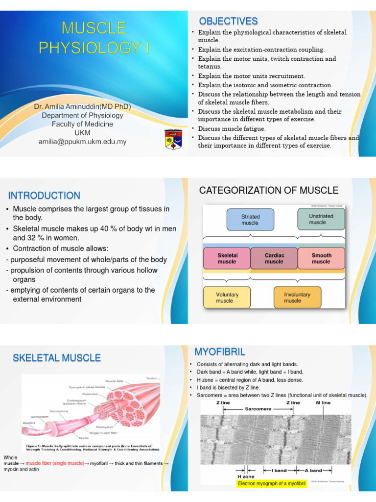 l3 Muscle Physiology I 201920 2 | PDF | Muscle Contraction | Skeletal Muscle