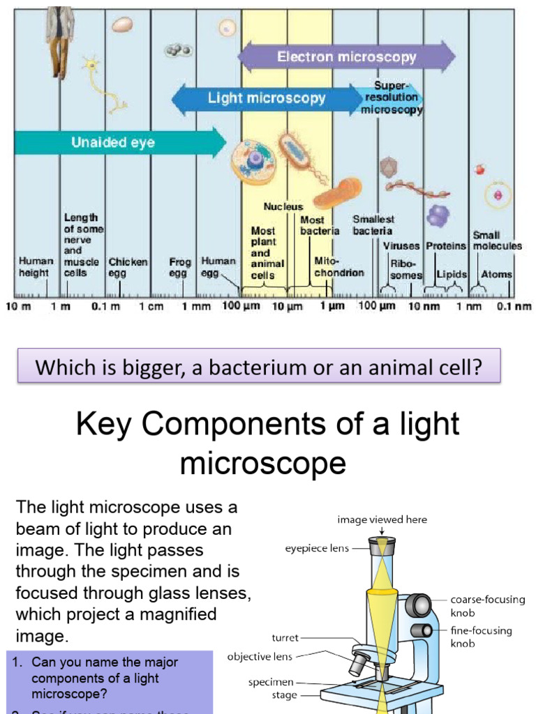 Different Types of Microscopes Overview | PDF