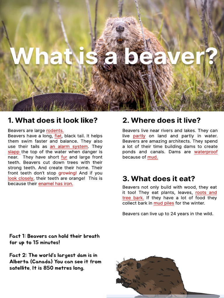 Beavers | PDF | Beaver | Rodent
