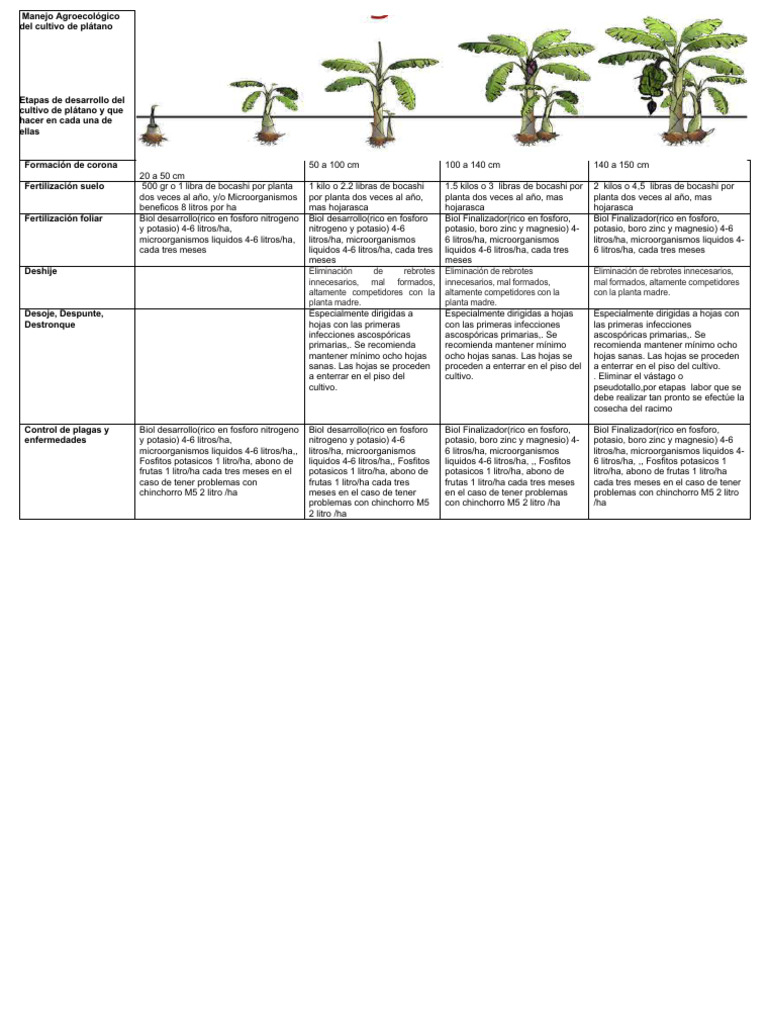 Manejo Agroecológico Del Cultivo de Platano | PDF | Fertilizante | Botánica