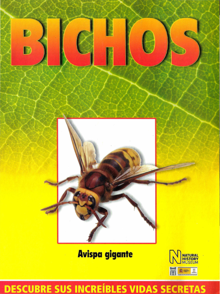 02 Bichos - Avispa Gigante | PDF | Avispa | Artrópodos