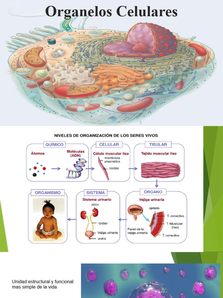 Organelos Celulares y Sus Funciones | PDF