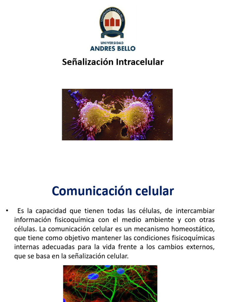 Clase Sesión 24-25 Señalización Intracelular | PDF | Receptor ...