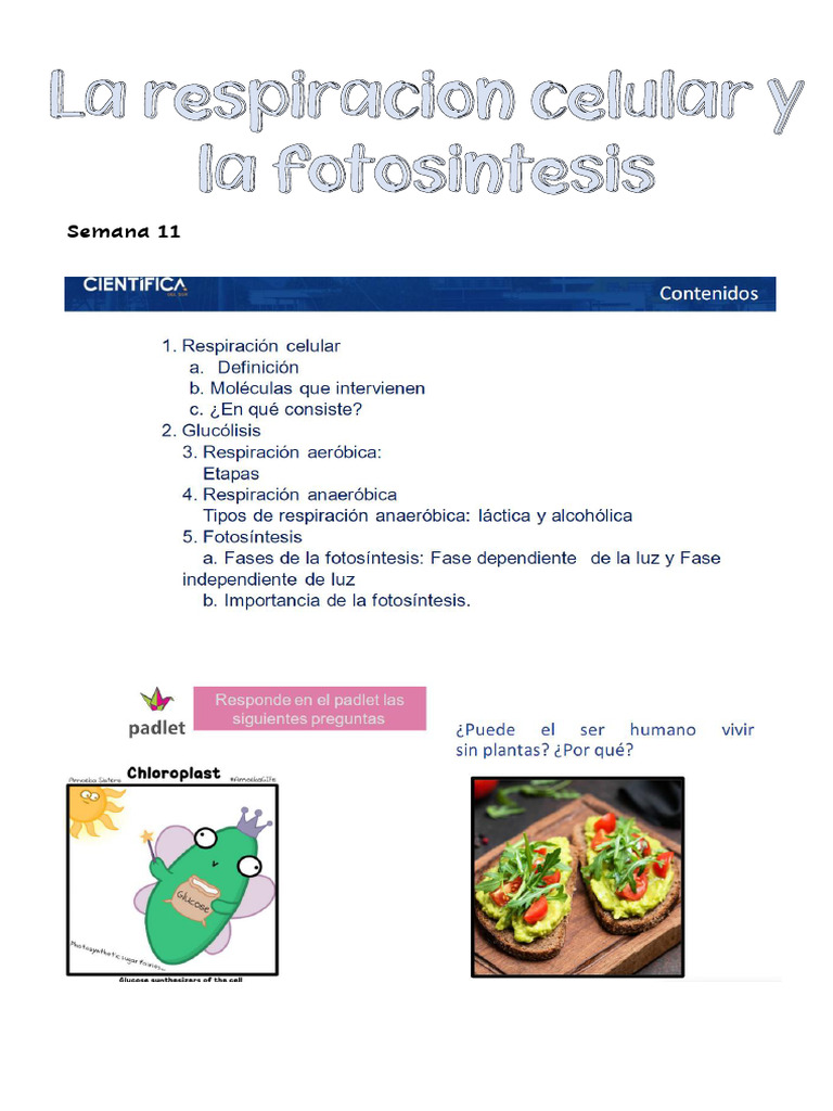 La Respiración Celular y La Fotosíntesisl | PDF | Ciencia y matemáticas