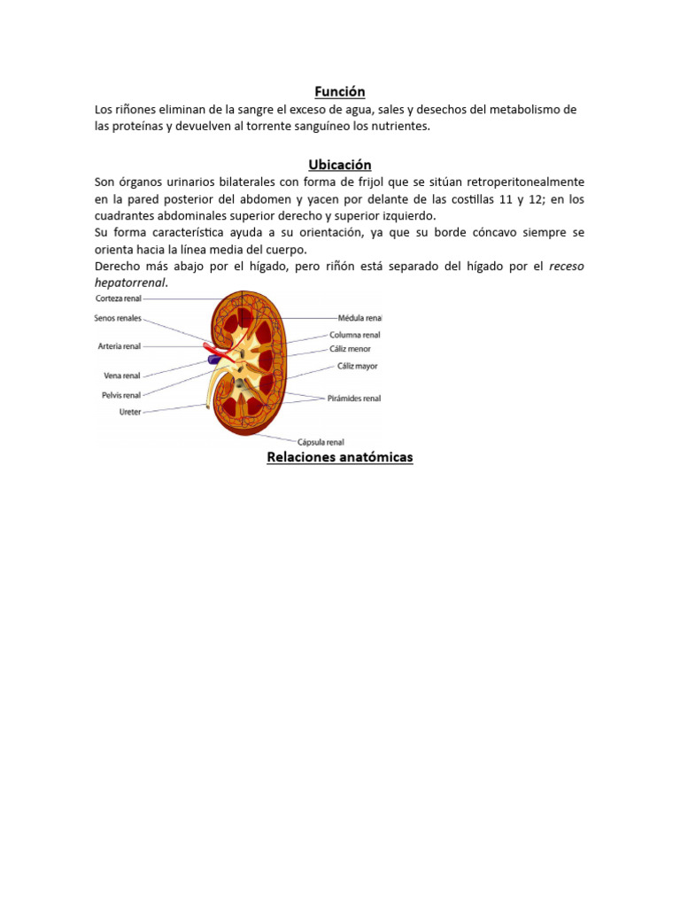 Anatomia de Riñon | PDF | Riñón | Anatomía