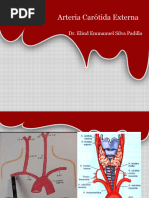 Arteria Faríngea Ascendente y Occipital-Expo Anatomía | PDF | Artería ...