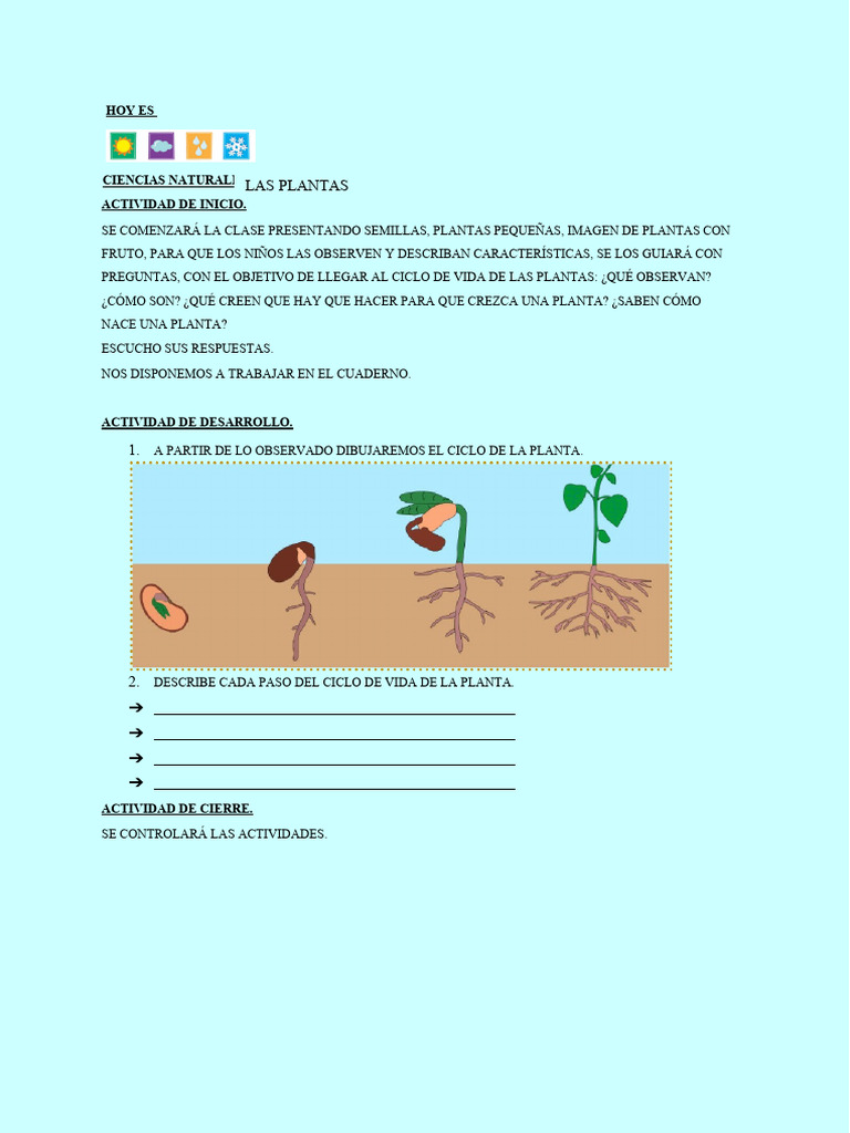 Ciclo de Vida y Necesidades de las Plantas | PDF | Plantas | Hoja