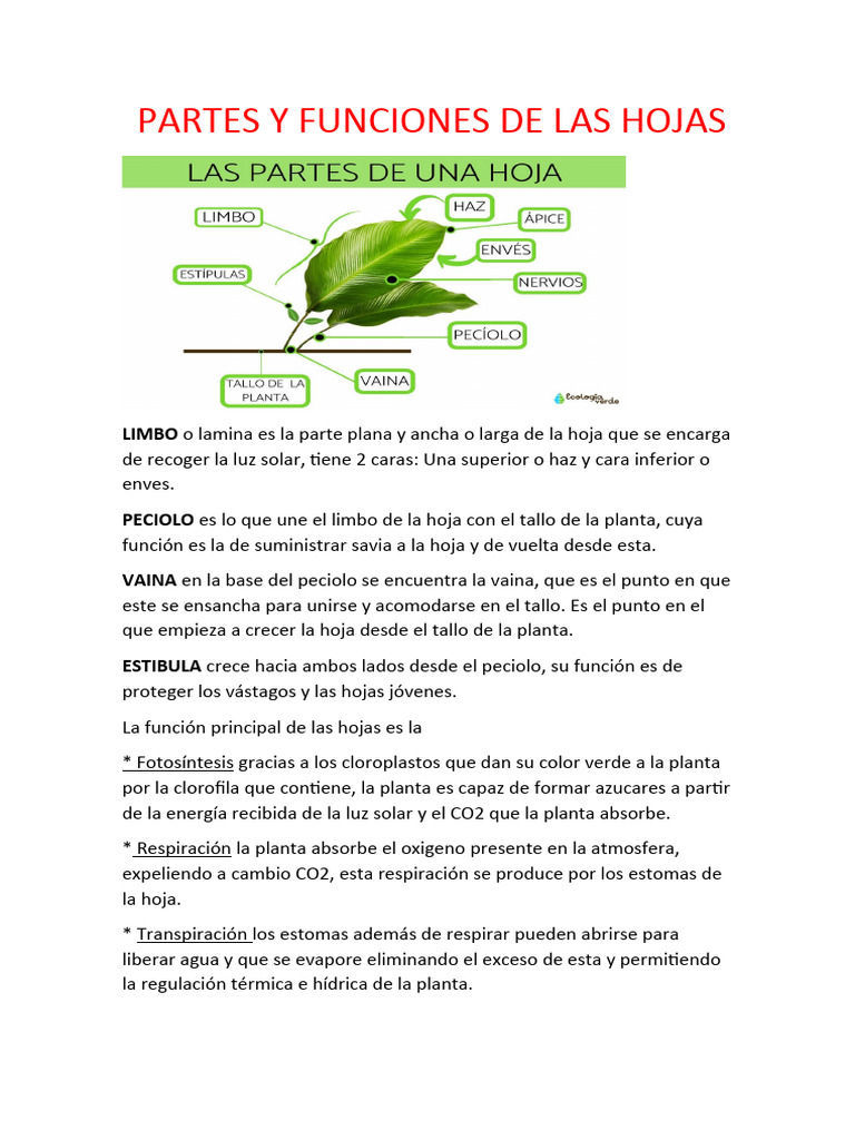 Partes y Funciones de Las Hojas | PDF