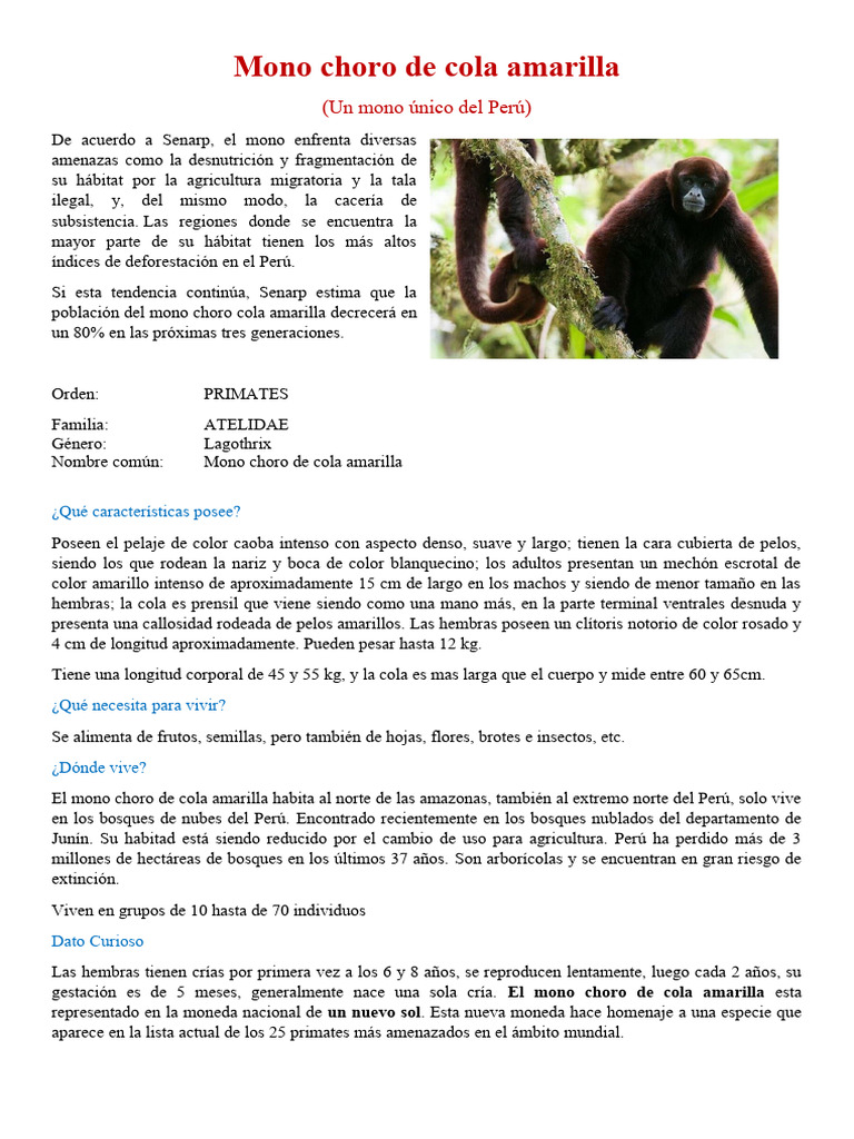 Un Mono Choro Único Del Perú | PDF