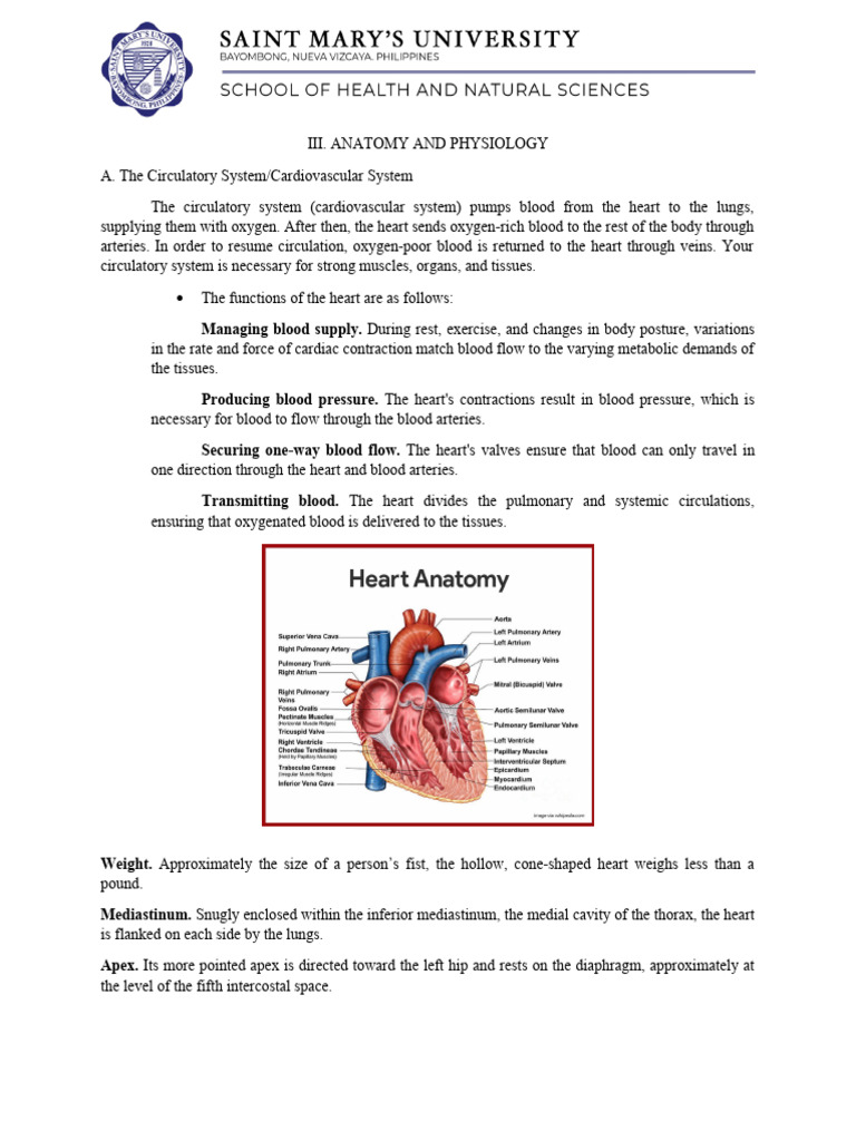 Anatomy and Physiology | PDF | Heart Valve | Heart