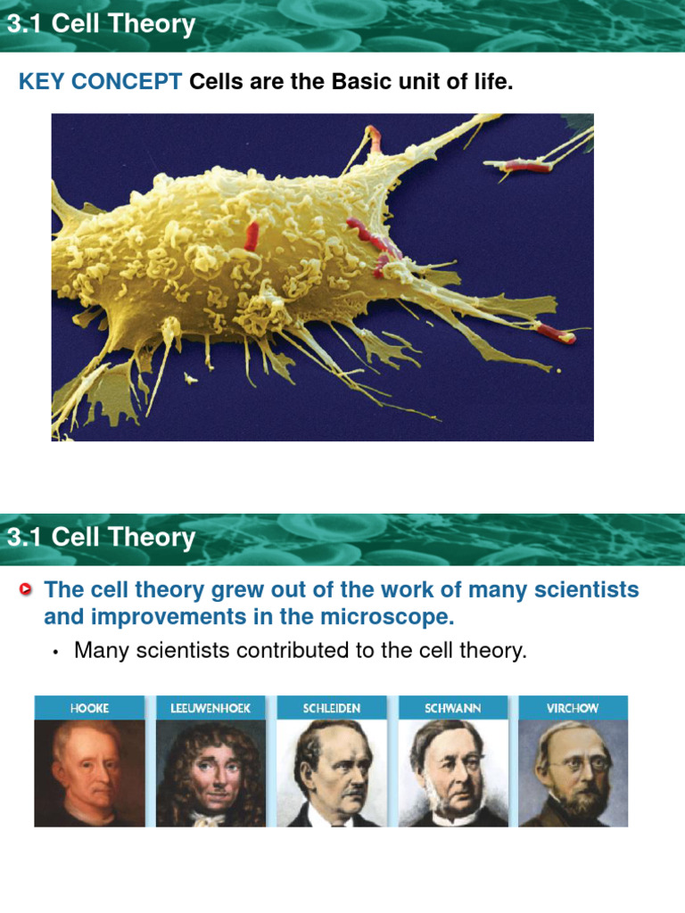Chapter 3 The Cell | PDF | Cell Membrane | Cell (Biology)