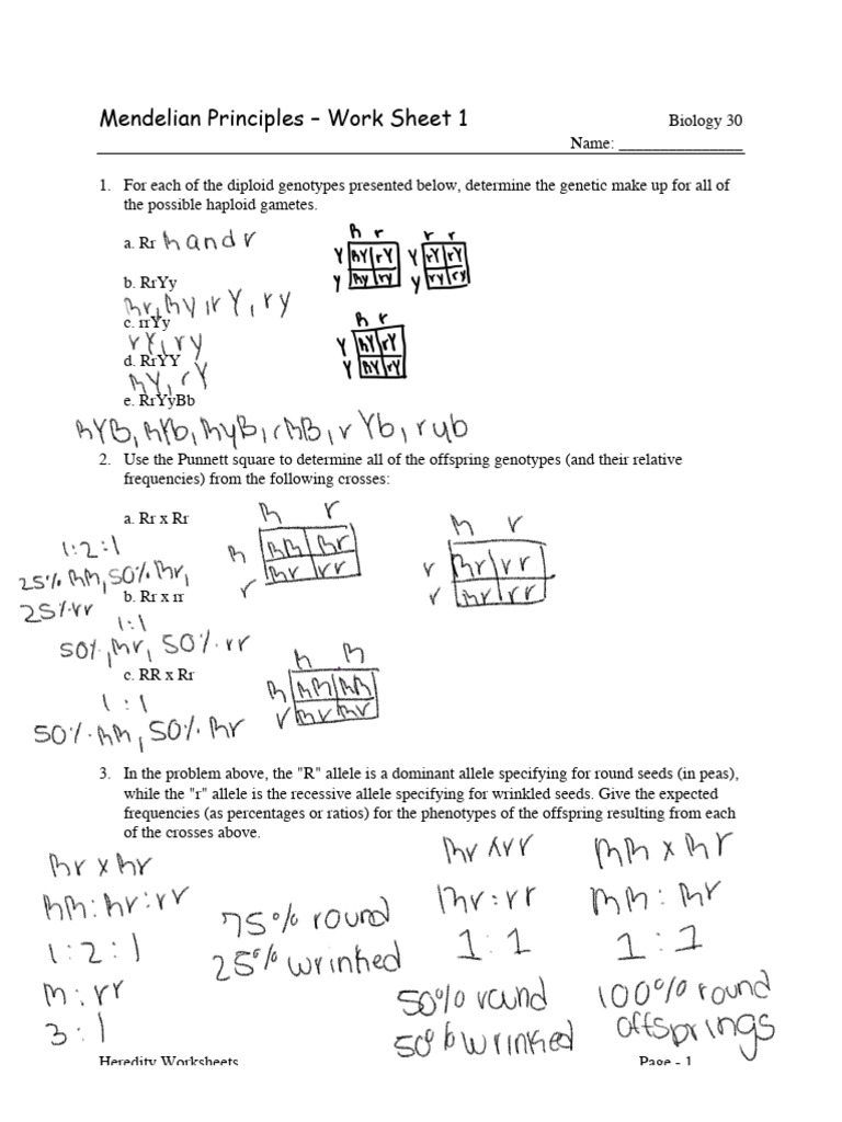 Mendelian Principles - Work Sheet 1 | PDF | Dominance (Genetics) | Genotype
