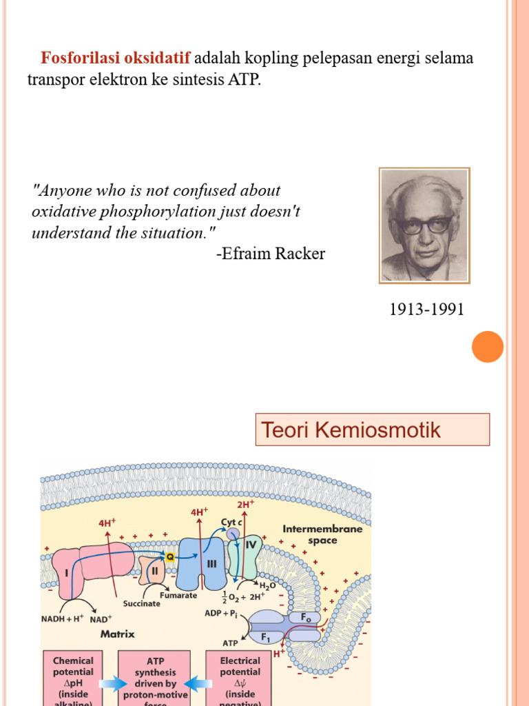 Rantai Transpor Elektron Dan Fosforilasi Oksidatif | PDF