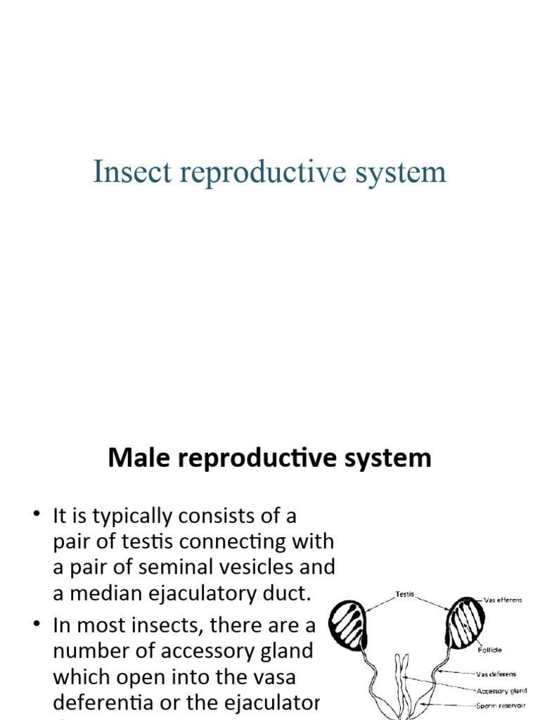 3insect Reproductive System | PDF | Reproductive System | Anatomy