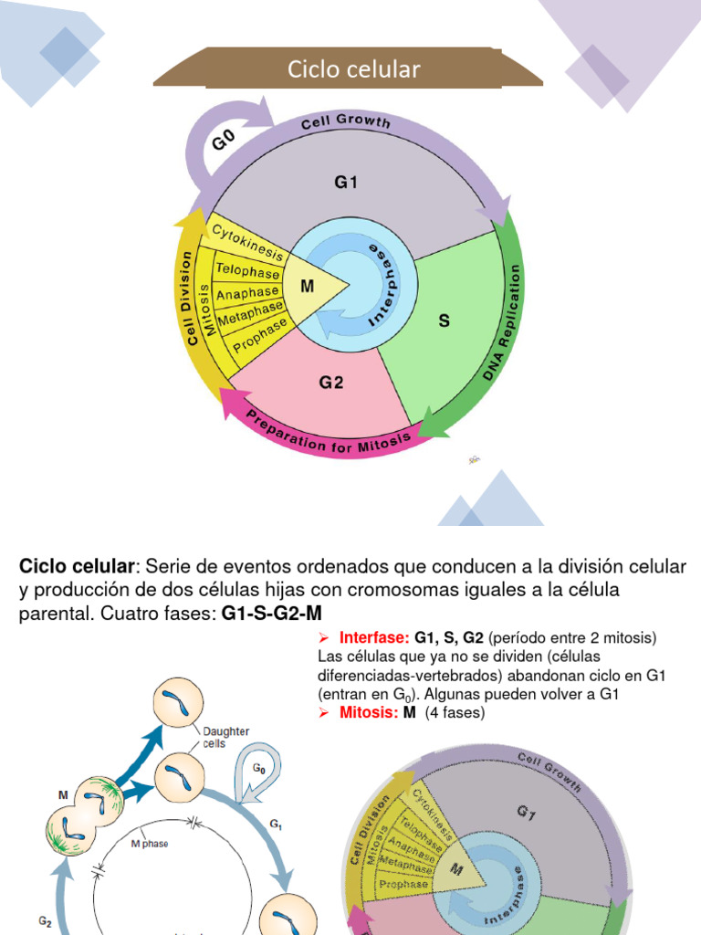 Ciclo Celular: Fases y Regulación | PDF | Oncogen | Ciclo celular